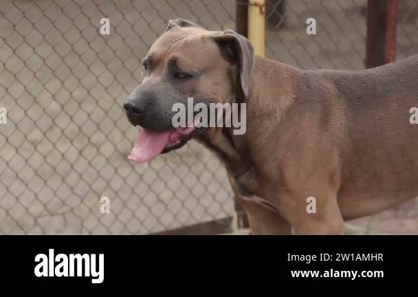 A shelter for dogs where different types of stray dogs live. Dogs drink ...
