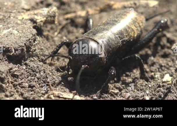 Black field cricket gryllus Stock Videos & Footage - HD and 4K Video ...