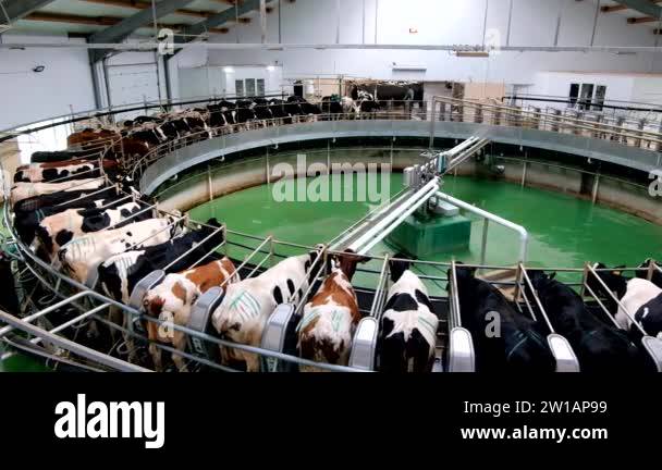 Milking cows by automatic industrial milking rotary system in modern ...