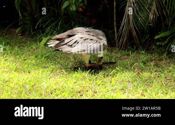 Medium shot of a bald eagle eating prey. The eagle tears its prey with ...