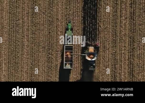 Combine Harvester Harvesting Maize. Harvested Corn Being Transferred to ...