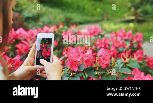 Woman shooting flowers on smartphone. SLOW MOTION. Lens Flare. Filmed ...