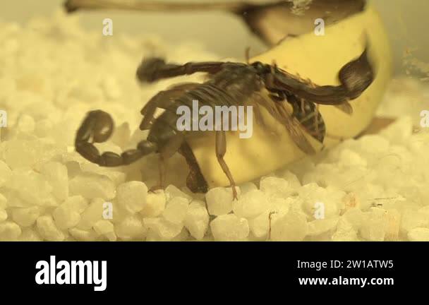 Breeding den Stock Videos & Footage - HD and 4K Video Clips - Alamy
