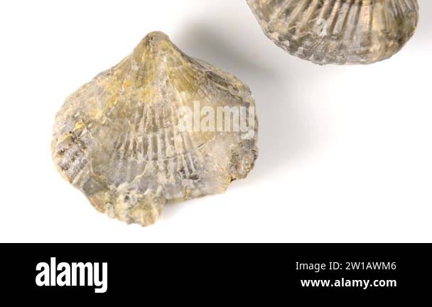 Brachiopoda Stock Videos & Footage - HD and 4K Video Clips - Alamy