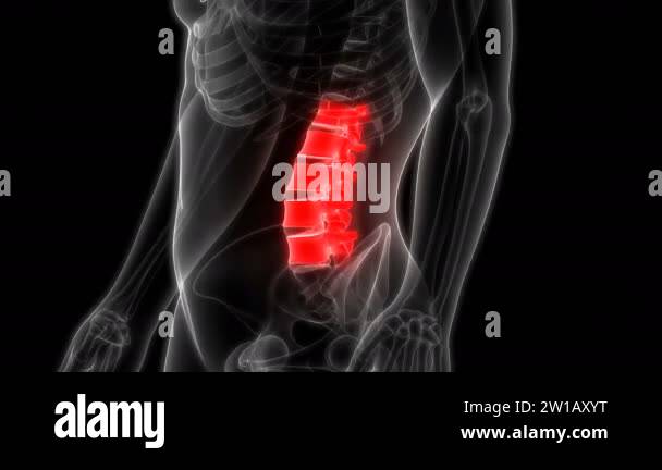 3D Illustration Animation of Vertebral Column Lumbar Vertebrae of Human ...