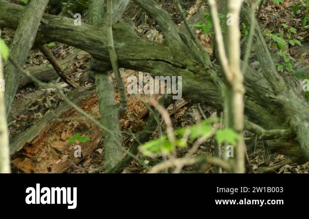 Ground foraging birds Stock Videos & Footage - HD and 4K Video Clips ...