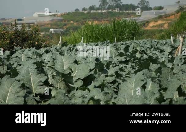 Field of broccoli. Vegetables, organic farming. Agriculture and ...