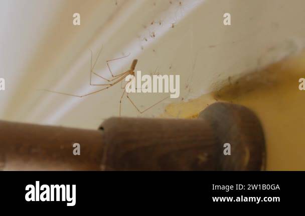 Spiders home Stock Videos & Footage - HD and 4K Video Clips - Alamy