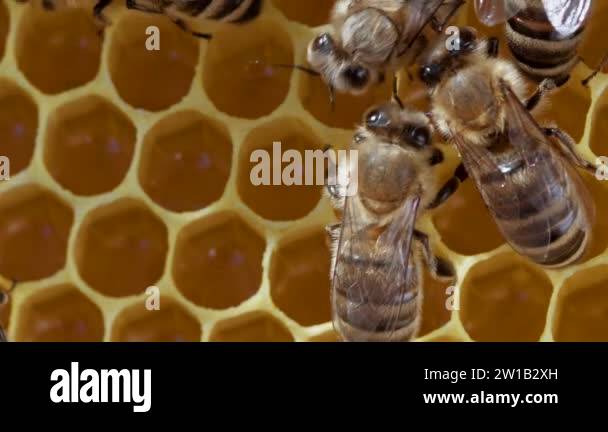 Bees family working on honeycomb in apiary. Life of apis mellifera in ...