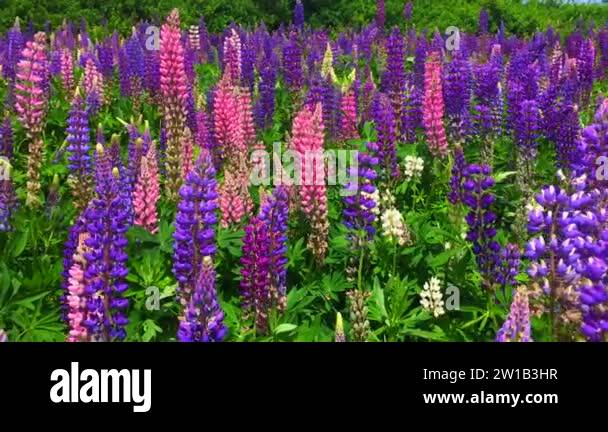 Lupinus polyphyllus colorful flowers Stock Videos & Footage - HD and 4K ...