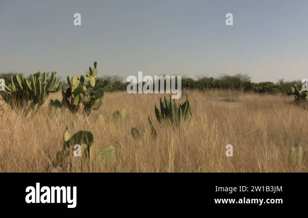 Tula mexico Stock Videos & Footage - HD and 4K Video Clips - Alamy