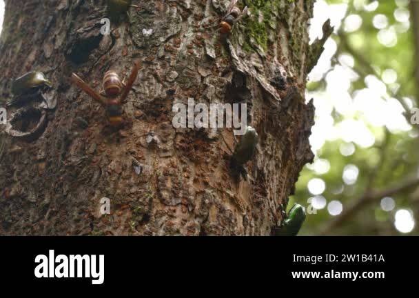Group of insects Stock Videos & Footage - HD and 4K Video Clips - Alamy