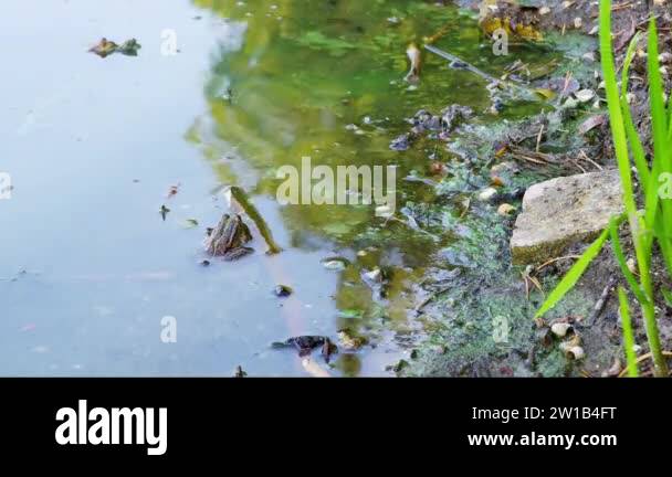 Dead algae bloom Stock Videos & Footage - HD and 4K Video Clips - Alamy