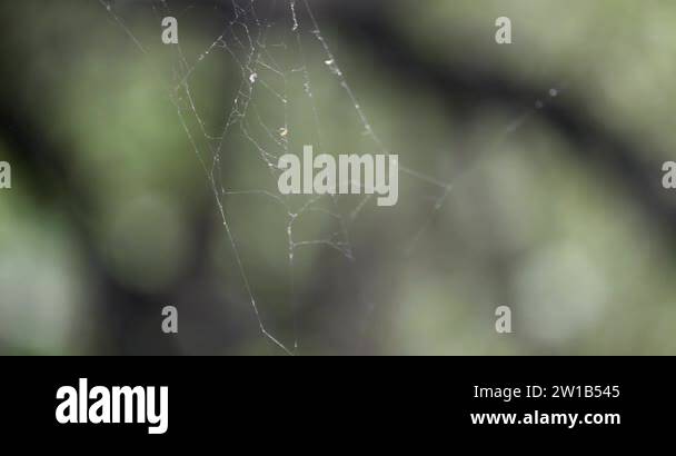 Cobweb spider web abstract background Stock Videos & Footage - HD and ...