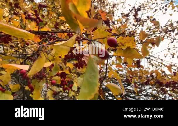 Hawthorn tree crataegus Stock Videos & Footage - HD and 4K Video Clips ...