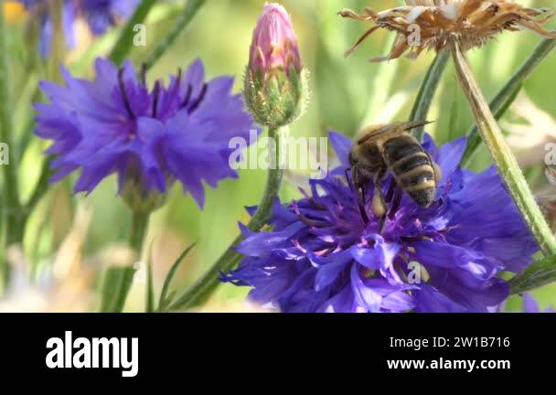 Transporting pollen Stock Videos & Footage - HD and 4K Video Clips - Alamy