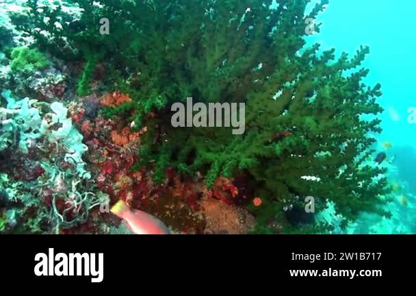 Underwater green tropical coral Gorgonaria on seabed of Philippine Sea ...