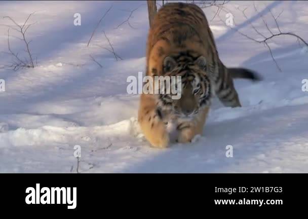 The Amur or Ussuri tiger, or the Far Eastern tiger (Lat. Panthera ...