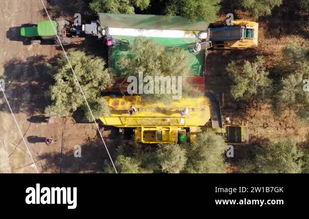 Olive Tree Shaker Harvester operation supported by four Pole beating ...
