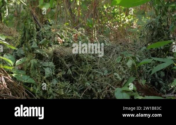 Plant thicket Stock Videos & Footage - HD and 4K Video Clips - Alamy