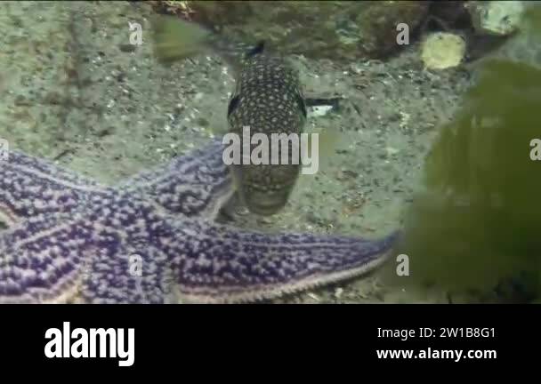 The puffer fish or takifugu is a unique representative of ray-finned ...