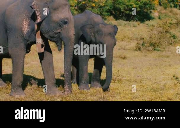 Baby elephants eating Stock Videos & Footage - HD and 4K Video Clips ...