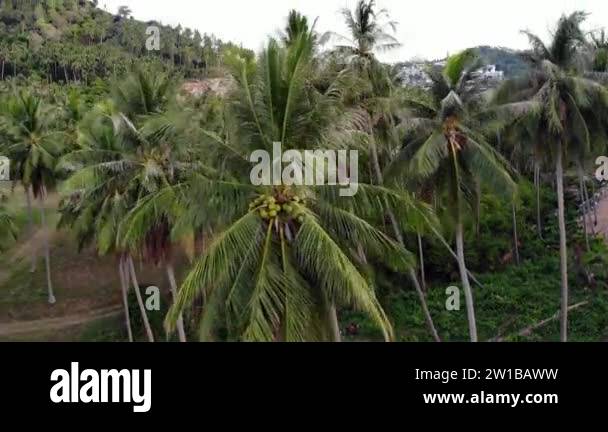 Tropical terrain covered with endangered forests and luxury villas ...