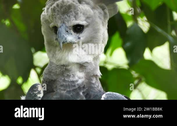 Sharp shot of Harpy Eagle making stunning front facing neck movie with ...