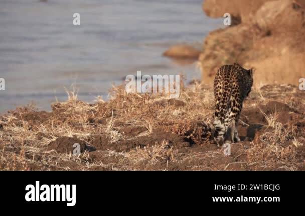 Leopard bank Stock Videos & Footage - HD and 4K Video Clips - Alamy