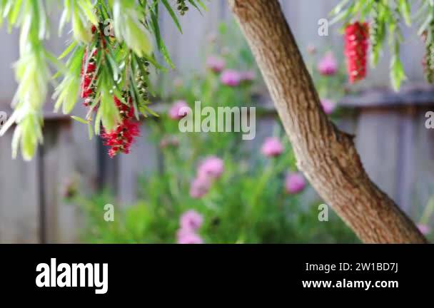 Australian native callistemon tree with flowers and leaves bouncing in ...