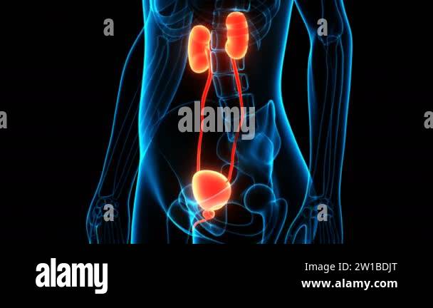 3D Animation Concept of Human Urinary System Kidneys with Bladder ...