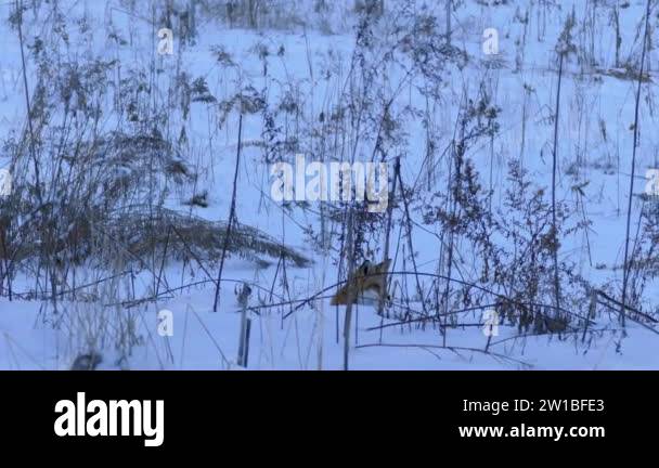 Fox movement Stock Videos & Footage - HD and 4K Video Clips - Alamy