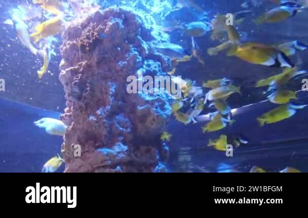 Fish swim in the aquarium in the zoo. Captive fish. Beautiful creatures ...