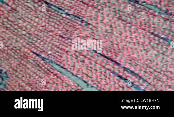 Cross-section of a pine trunk under high magnification with annual ...