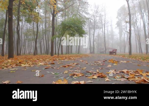 fog, autumn, people walk along an alley in a park in the distance ...