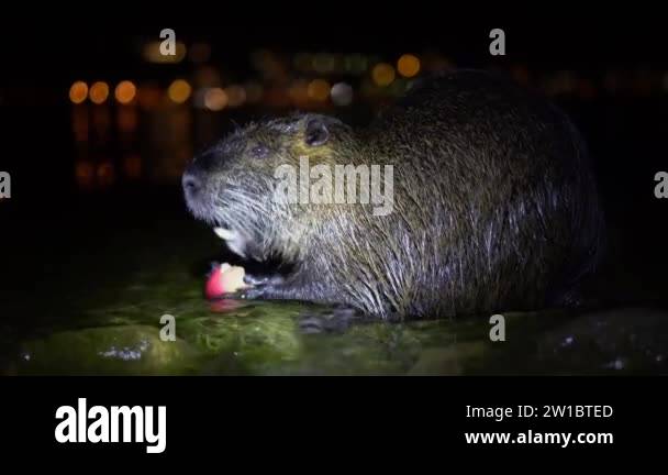 Nutria And Apple. Funny ugly nutria, Myocastor coypus, big rodent ...