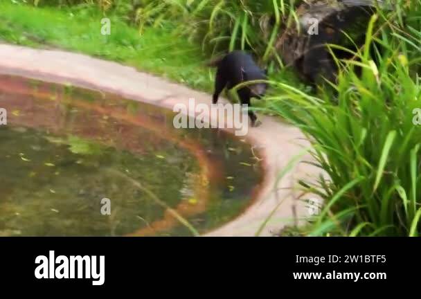 closeup of a tasmanian devil running around, slowed down run motion ...
