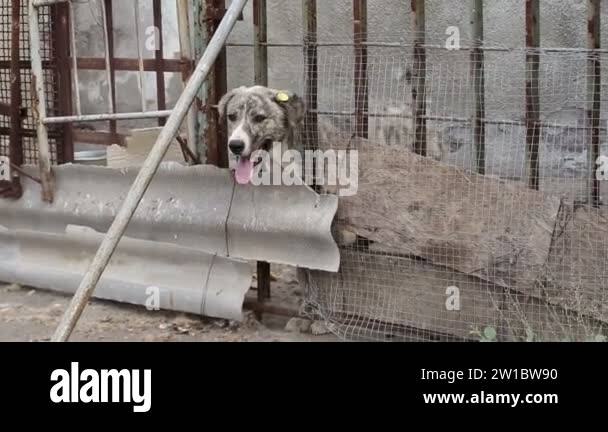 A shelter for dogs where different types of stray dogs live. Dogs drink ...