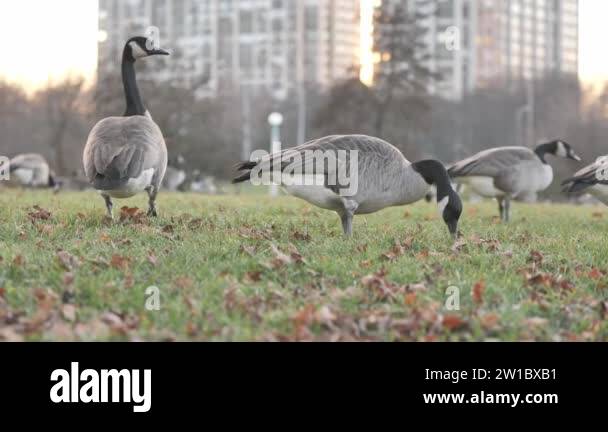 Close up slow motion panning shot of wild Canadian geese on a patch of ...