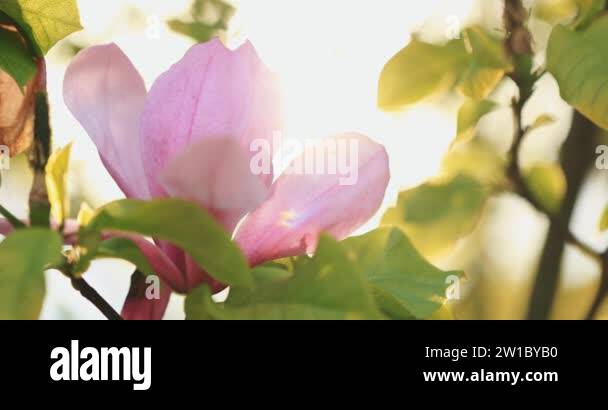 Magnolia tree blossoms. SLOW MOTION. Lens Flare. Filmed in 4K DCi ...