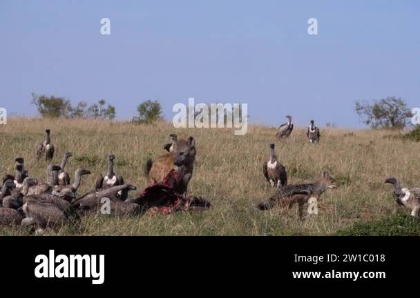 African White Backed Vulture, gyps africanus, Ruppell's Vulture, gyps ...