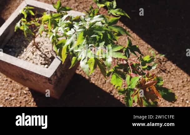 Gree plant Stock Videos & Footage - HD and 4K Video Clips - Alamy