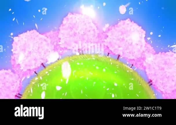 Cherry trees in full bloom on the hill. Cherry blossom circle ...