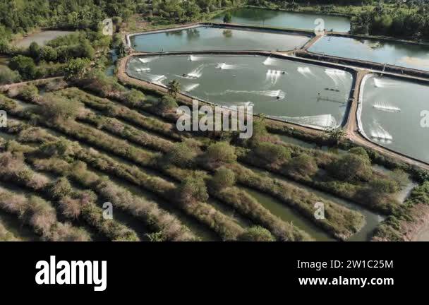 Shrimp grow ponds Stock Videos & Footage - HD and 4K Video Clips - Alamy