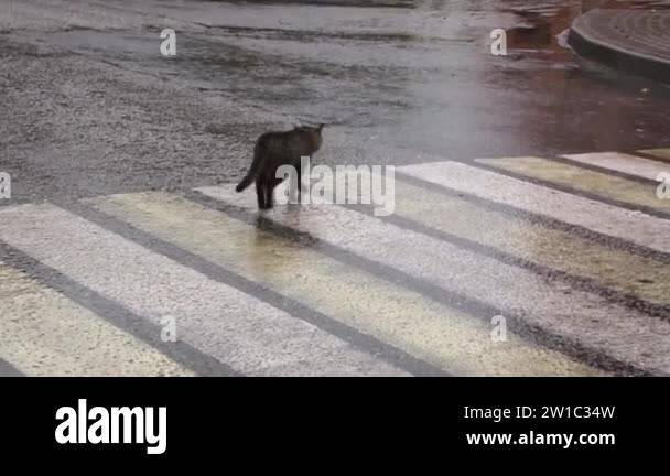 Cat crossing road Stock Videos & Footage - HD and 4K Video Clips - Alamy