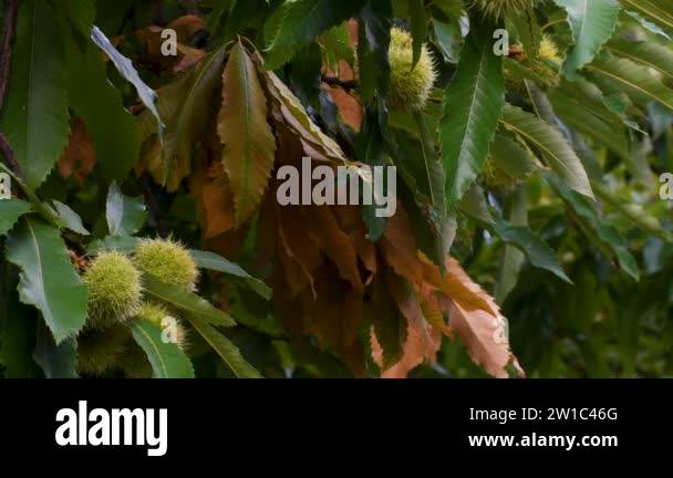 Chestnuts Growing On A Chestnut Tree Branch in a Tuscan forest. Italy ...