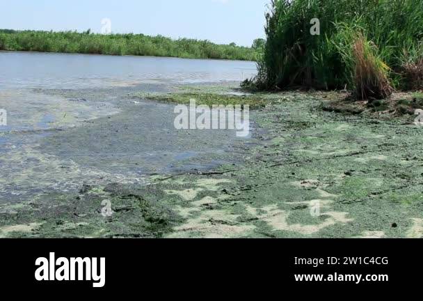 Ecology. Rivers do not clean. Stagnant water. Environmental pollution ...