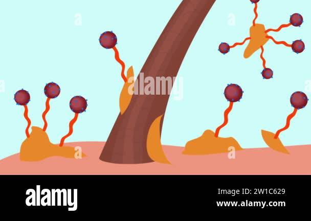 A surfactant molecule cleanses scalp and hair from sebum. So we work ...