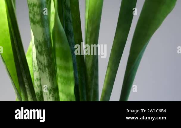 Green sansevieria Stock Videos & Footage - HD and 4K Video Clips - Alamy
