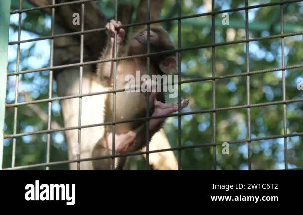 Baby monkey and its mother climbing up a metallic net fence in a zoo in ...